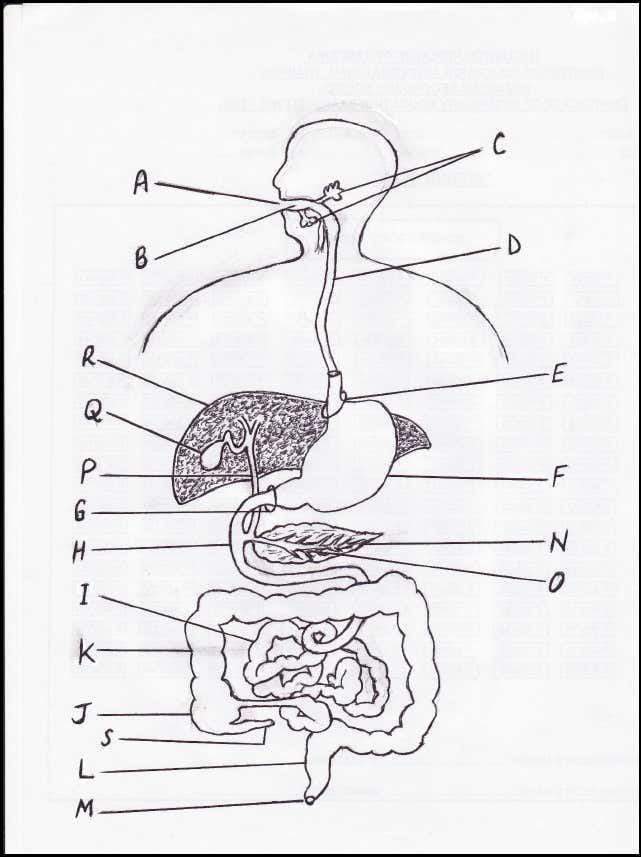 Here is the best revision on Nutrition in Animals and Plants for ...