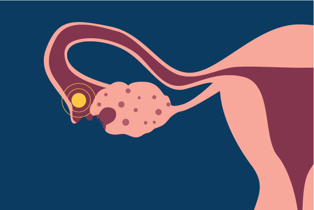 How Many Men Do We Think Know Anything At All About Ovulation? | by Ted ...