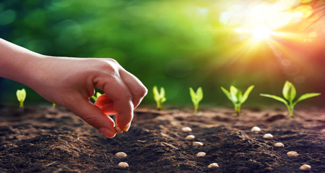 Work is a Seed - Simone - Medium