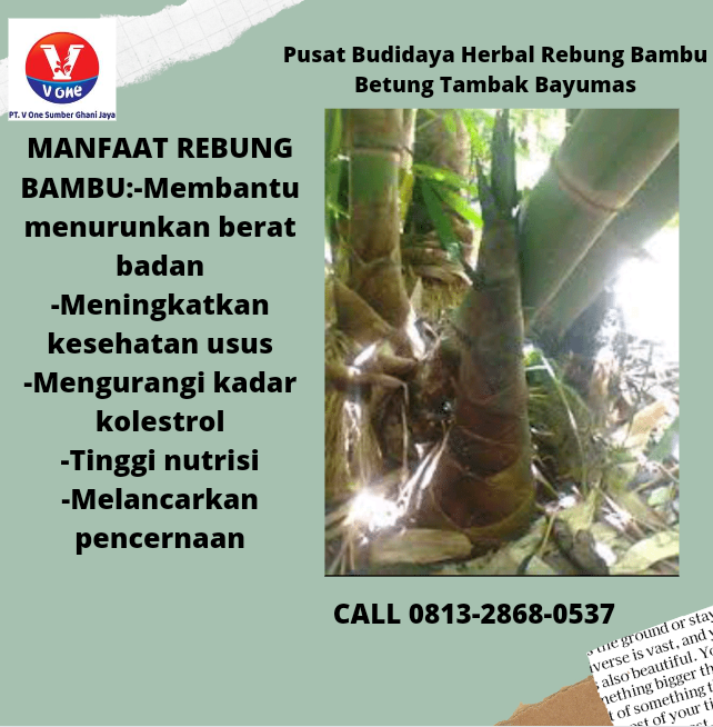 Pusat Budidaya Herbal Rebung Bambu Betung Tambak Bayumas ...