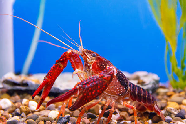 Crawfish Business Plan. If you are planning to write the… | by ...