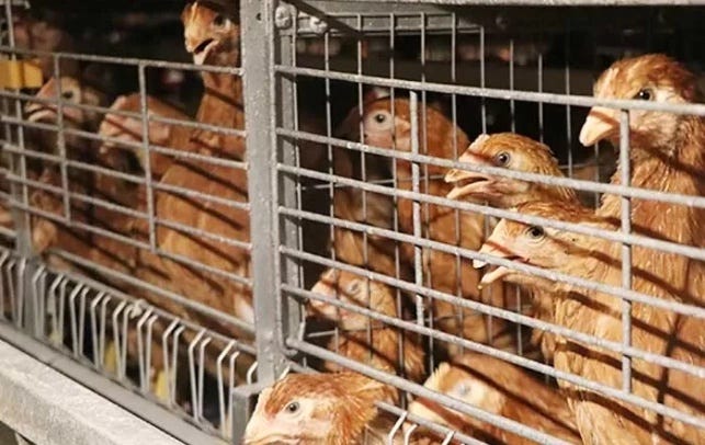 Types of Layer Chicken Cages: Battery, Free-Range, Enriched | by ...