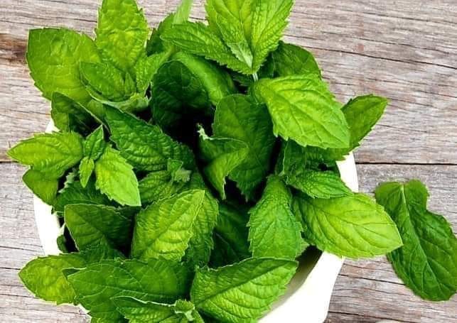 Want to know the amazing effects of mint | by Aadil Majeed | Nov, 2024 ...