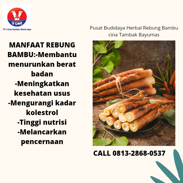 Pusat Budidaya Herbal Rebung Bambu cina Tambak Bayumas - Tanamanherbalp ...
