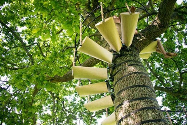 Tree Care Guides — Arboriculture Services | by Arboriculture Services ...