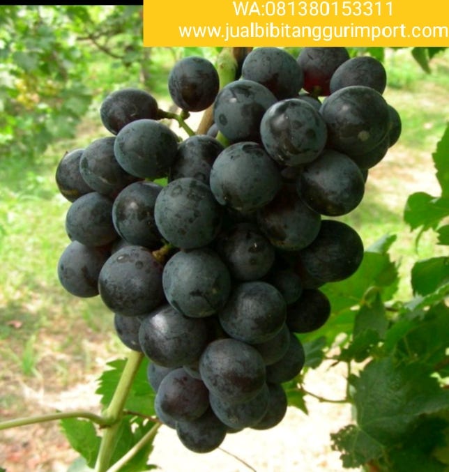 POTONGAN GILA ! CALL: 0813–8015–3311 Grosir Pohon Anggur Hitam Ke ...