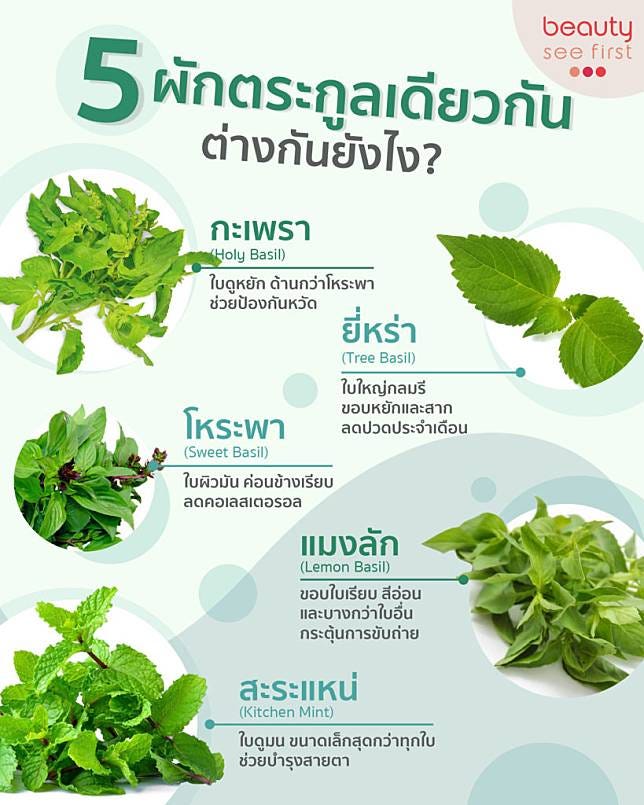 Image classification สำหรับเเยกพืชวงศ์กะเพรา 3 ชนิด | by wachirawit | Medium