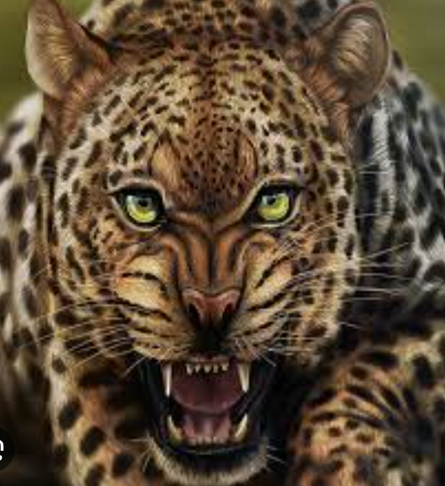 Leopard life time 12 to 17 years. Leopard. | by Asad ullah 100 | Medium