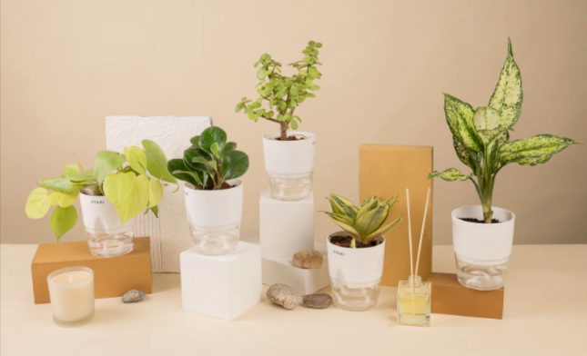 The Ultimate Guide to Low-Maintenance House Plants for Beginners | by ...