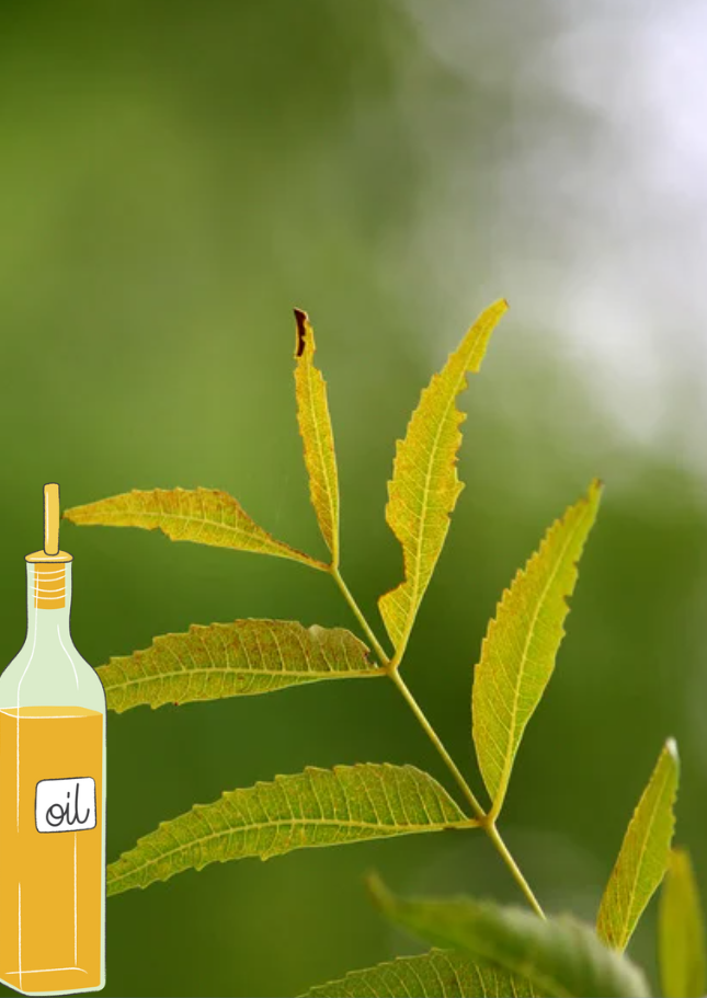 Neem Oil: Nature’s Miracle for Health and Beauty | by Sam | Be Open ...