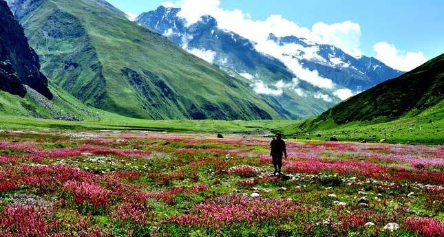 Valley Of Flowers National Park Chamoli Uttarakhand