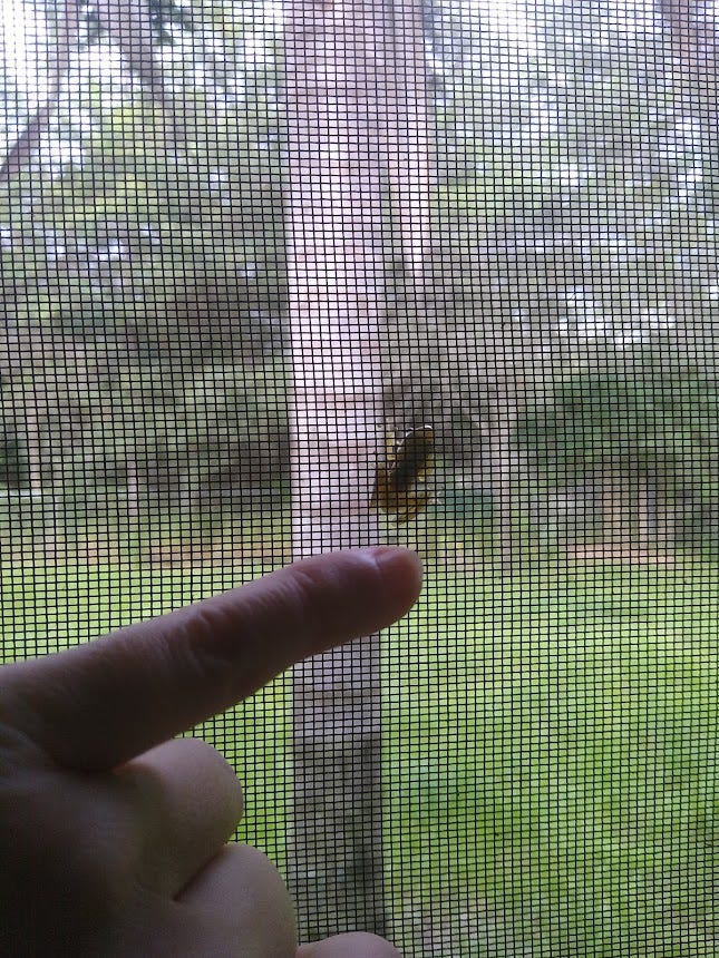 The Bulldozer That Broke My Heart | by Elizabeth Silleck La Rue | Medium