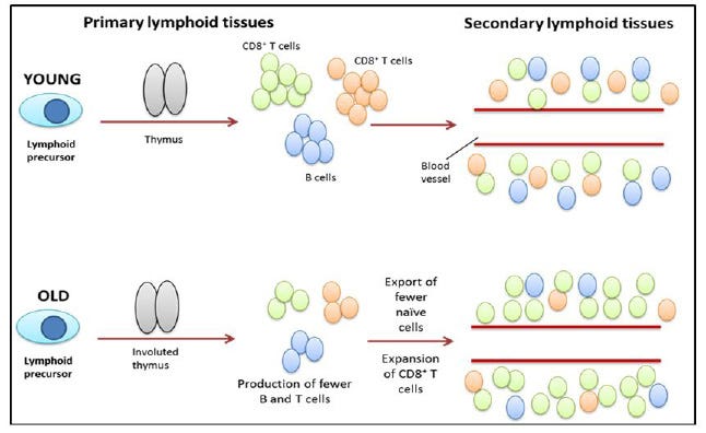 sfdImmunosenescence in Humans: Changes to the Aged T Lymphocyte ...