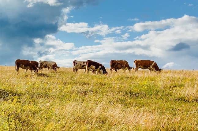 What Is the Koshering Process: Exploring the Traditions and Practices ...