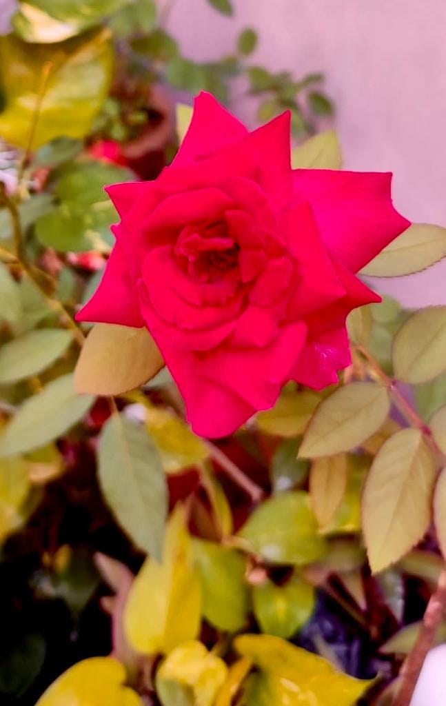 The neglected flower — the garden She never owned - Beulah Kasimalla ...