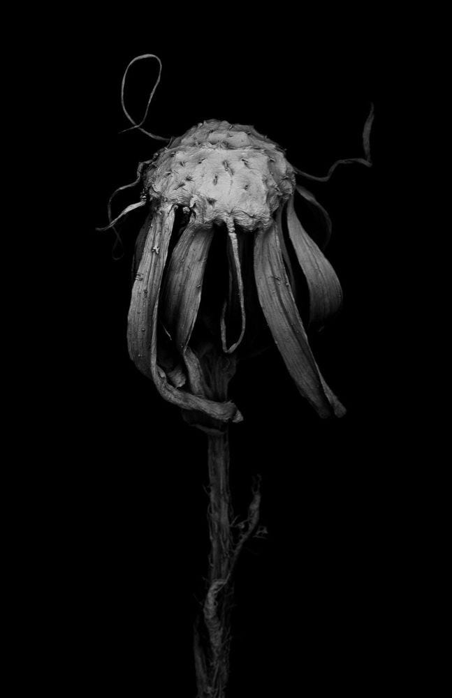 His Garden of Stolen Flowers. A Poem on Trauma | by Tochukwu Godswill ...