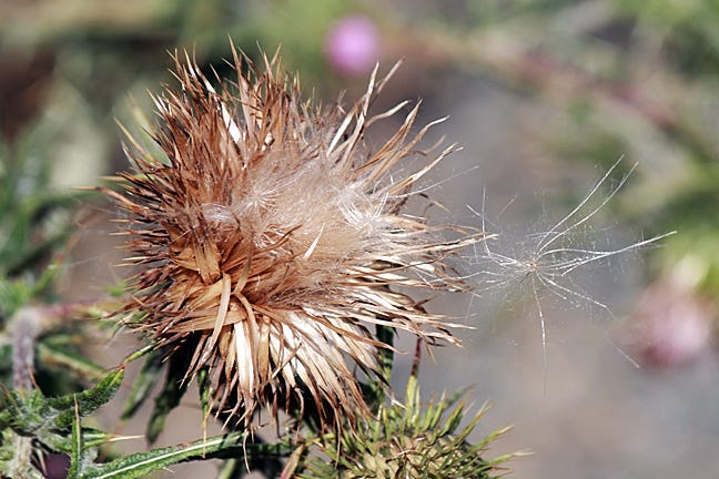 Life Cycle of a Seed. It takes time to look at something. In… | by ...