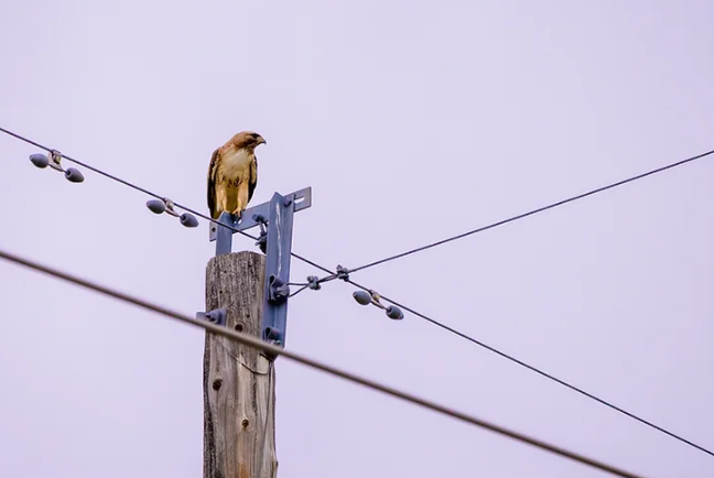 Mitigation Measures for Powerline-related bird mortality - Midsun IKM ...