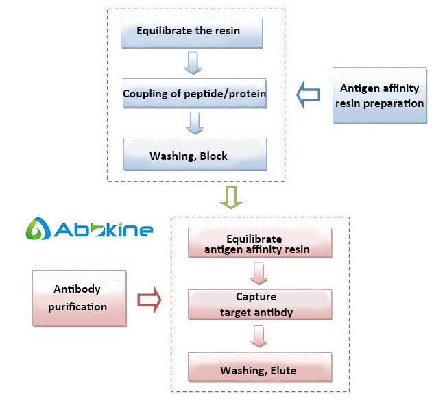 PurKine™ Antibody Purification NHS-Activated Resin 4FF Released | by ...