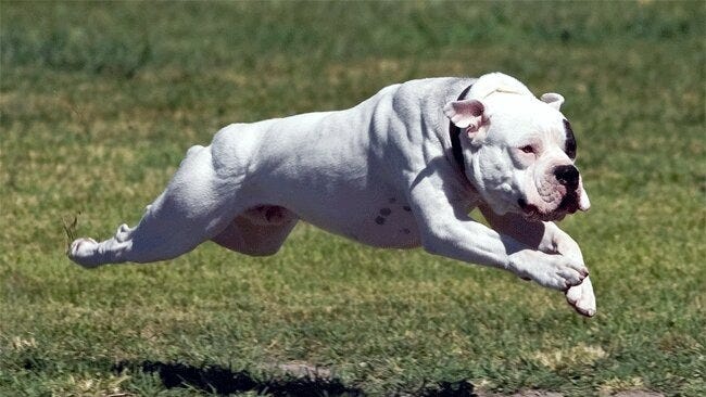 How Fast Can a Pitbull Run?. Pitbulls are known for their muscular ...
