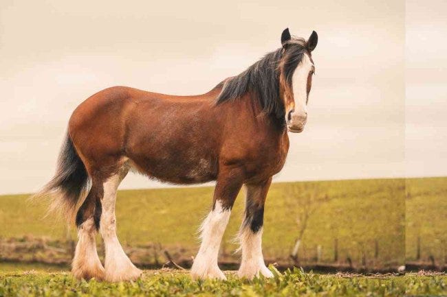 Unleash the Beast: Clydesdale vs. Regular Horse | by Muhammad Ismail | Medium