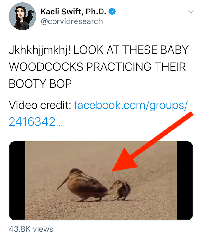How to Embed Someone’s Twitter Video Without Retweeting Them | by Anna ...