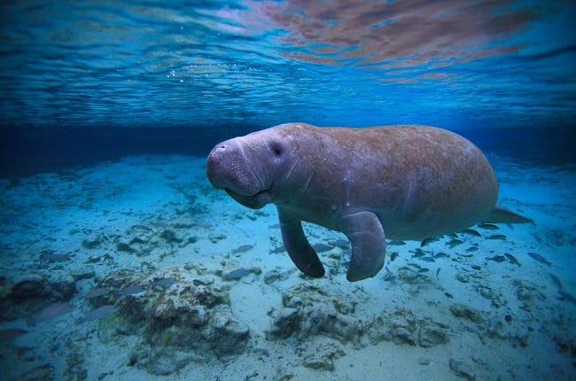 The Best Places to See Manatees in Miami | by Hudson trump | Medium