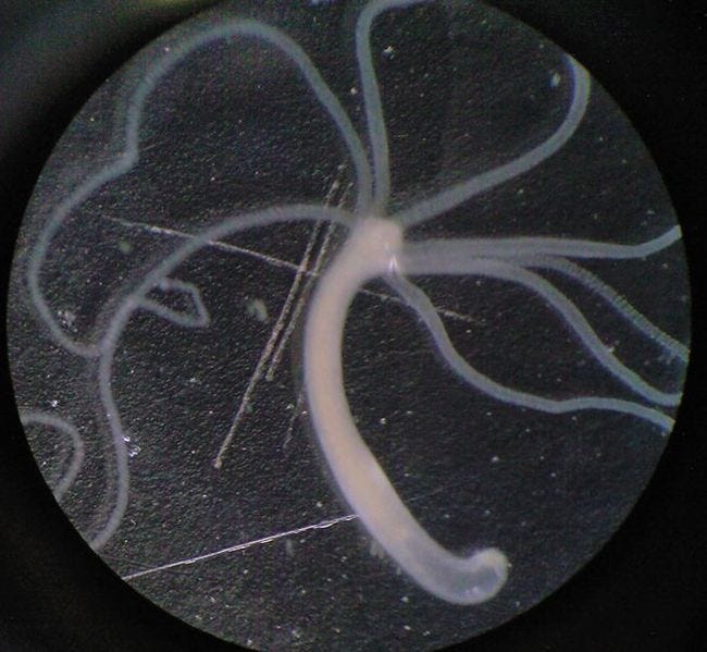 The hydra is hard to kill. Hydras are simple, fresh-water… | by Marc ...