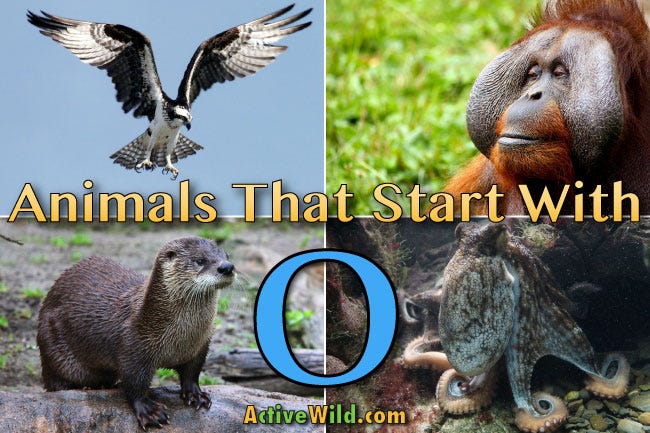 Animals That Start With O: Discover the Outlandish Ones! | by Alex Hope ...