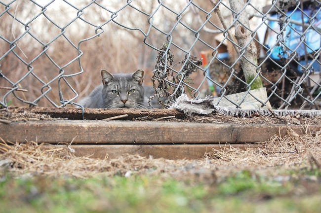 Focused feline | by Admin | South Philly Review | Medium