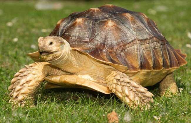 Validate and Experiment on Legendary Turtle Trading Strategy | by ...