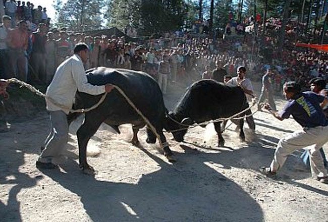 Sair Festival, Shimla Himachal Pradesh India | by Travelwhistle | Medium