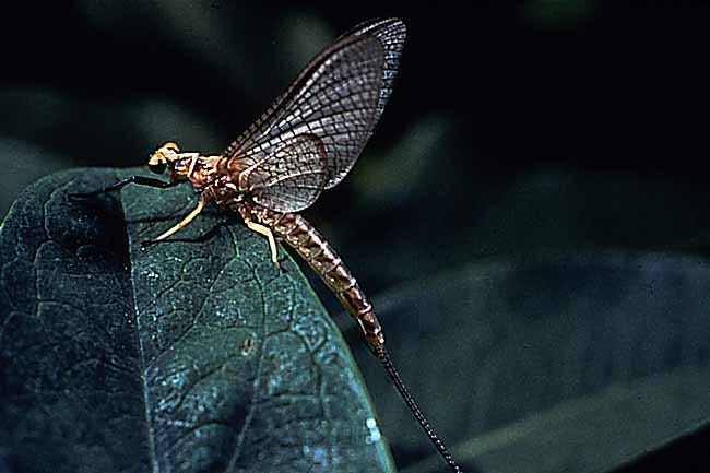 How to Get Rid of Mayflies | by Online Pest Control | Pest Control | Medium
