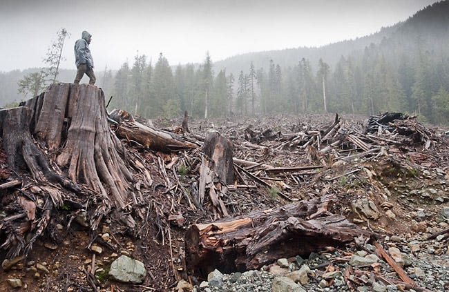 Our 30-Year Environmental Crisis. Today — International Day of Forests ...