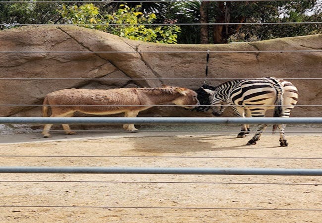 San Diego Roofing Association. San Diego Zoo, a Zoo located within ...