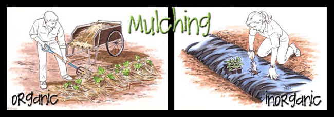 Types of Organic & Inorganic Mulch | by Shivani Mishra | Medium