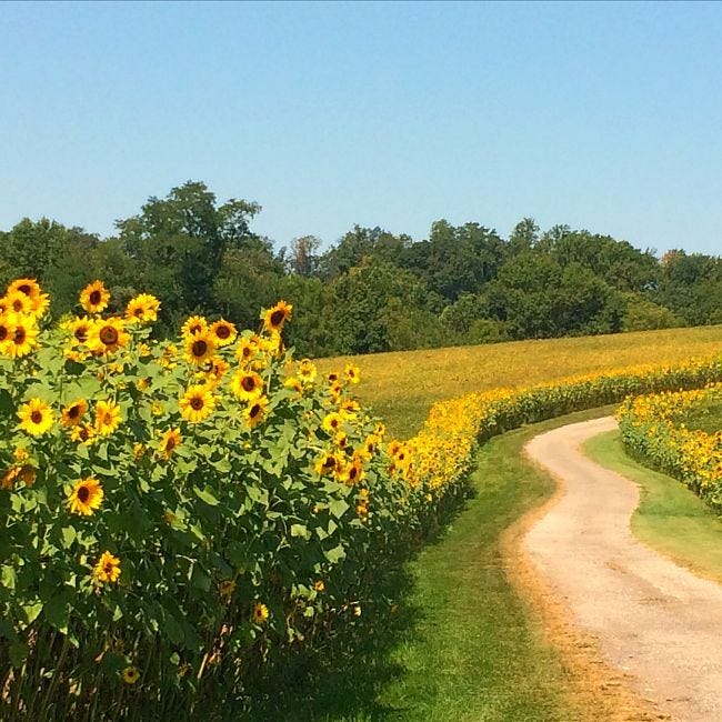 rêverie: postlude “sunflower”. Halo, Abellia. Semalam aku melihatmu di… | by Shion | Medium