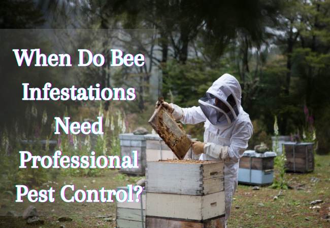 When Do Bee Infestations Need Professional Pest Control? | by ...