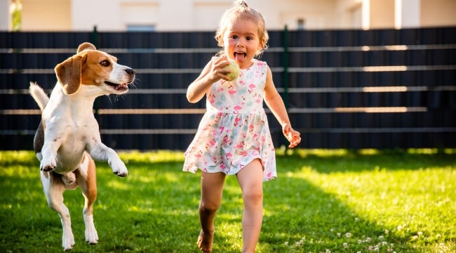 10 Most Popular Medium-Size Dog Breeds for Active Owners | Get Outside ...