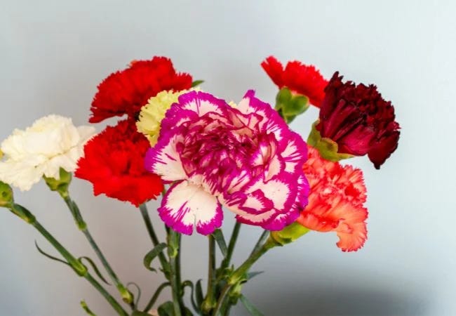 Carnation Cultivation Mastery: A Comprehensive Guide to Growing Vibrant ...