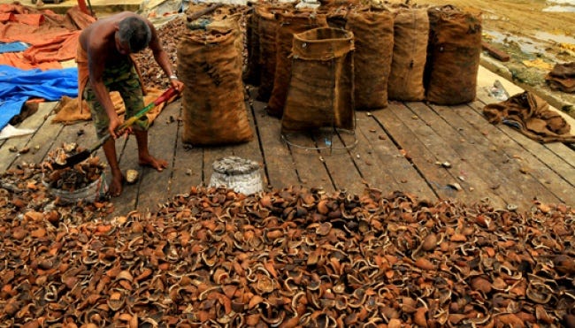 Usaha Kopra Kelapa, Menggali Potensi Bisnis dari Berlian Tersembunyi ...