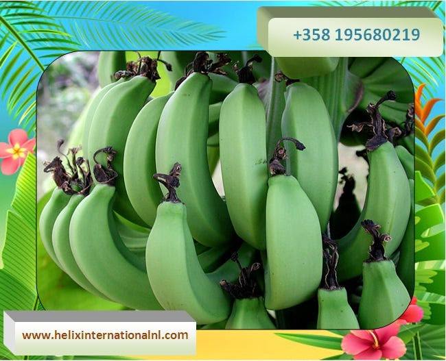 Importance of Eating Cavendish Banana | by Helix International | Medium