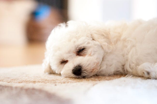 10 BEST FAMILY DOGS. By Marrium Imran | by Marrium Imran | Medium