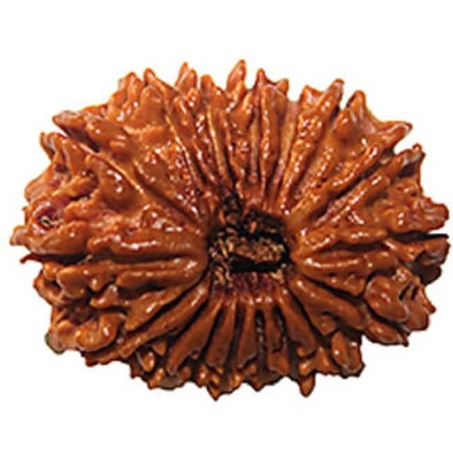 18 Mukhi Rudraksha (Nepali). 18 face Rudraksha is a form of Goddess ...
