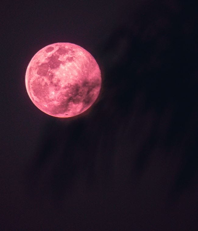 Pink Moonglow. Springing into the Season Anew | by Emily Willow ...