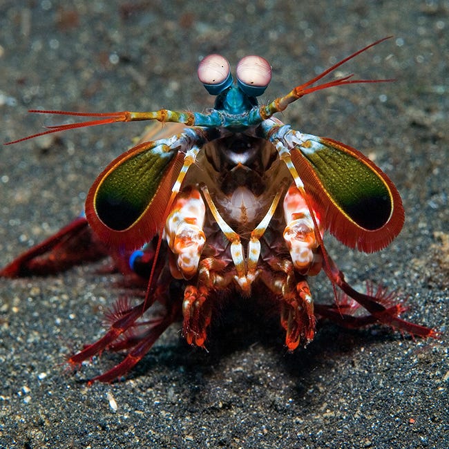 Peacock Mantis Shrimp Anatomy