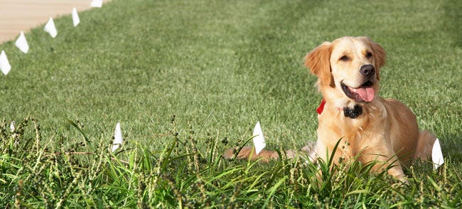 The Pros And The Cons Of An Invisible Fence | by Katie Smith | Medium