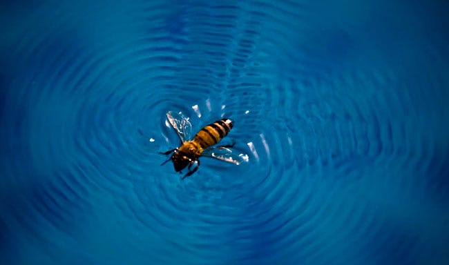 Buzzing to the Rescue. One splash at a time | by Lisa Yates | New ...