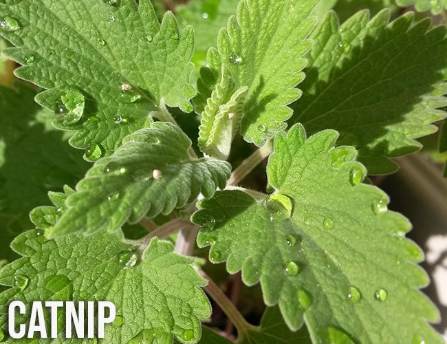 New Catnip Spray with CBD. So, first, just let me say that I do… | by ...