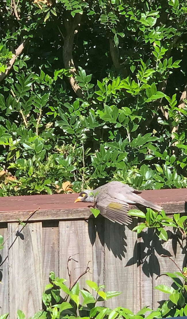 The Sunbaking Bird - Lewis Aramayo - Medium
